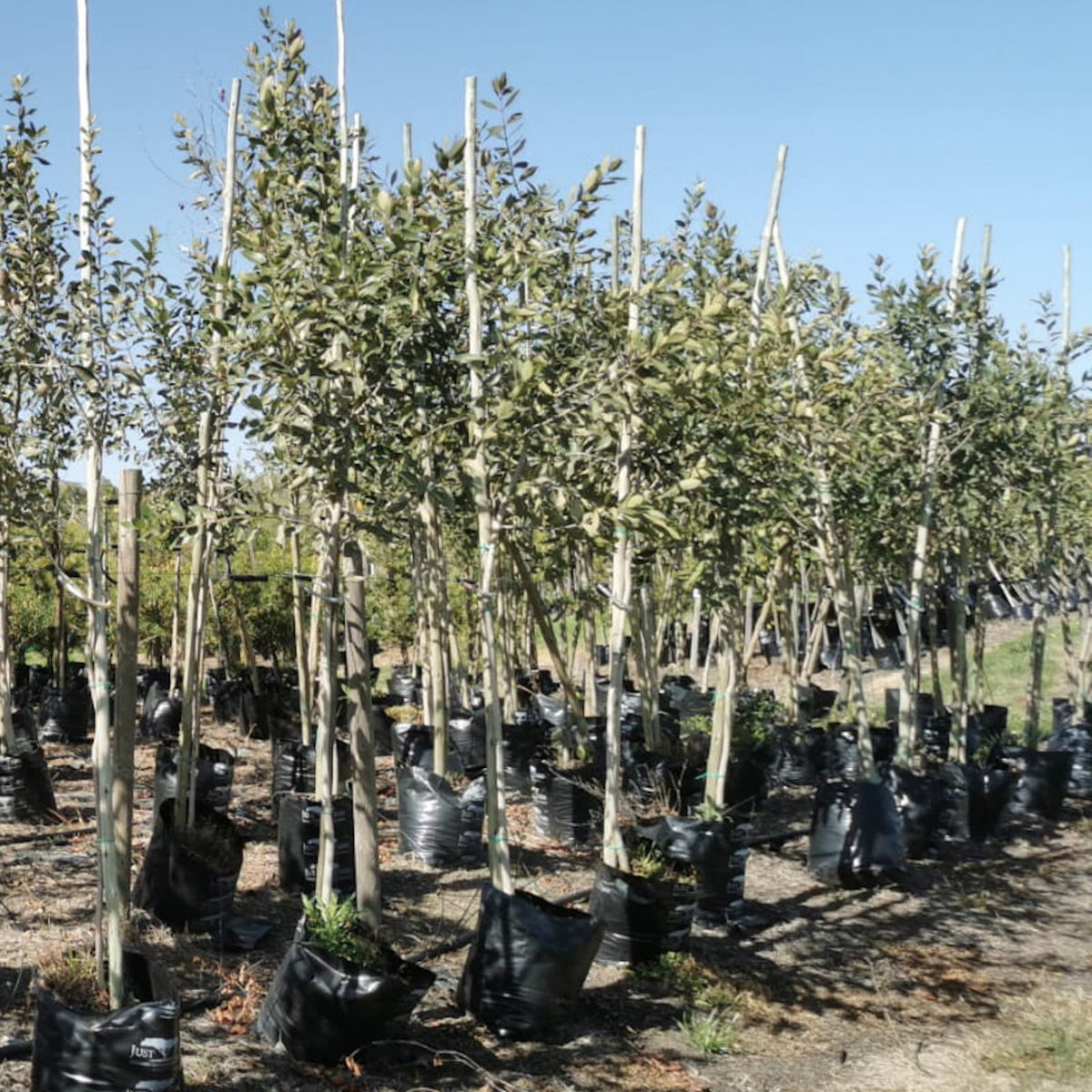 Trees – Life Tree Nursery