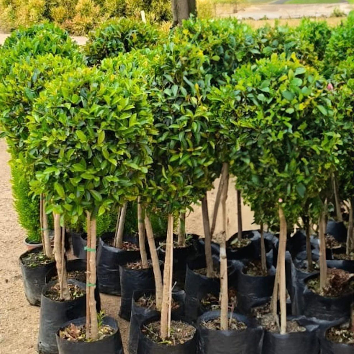 Standards – Life Tree Nursery