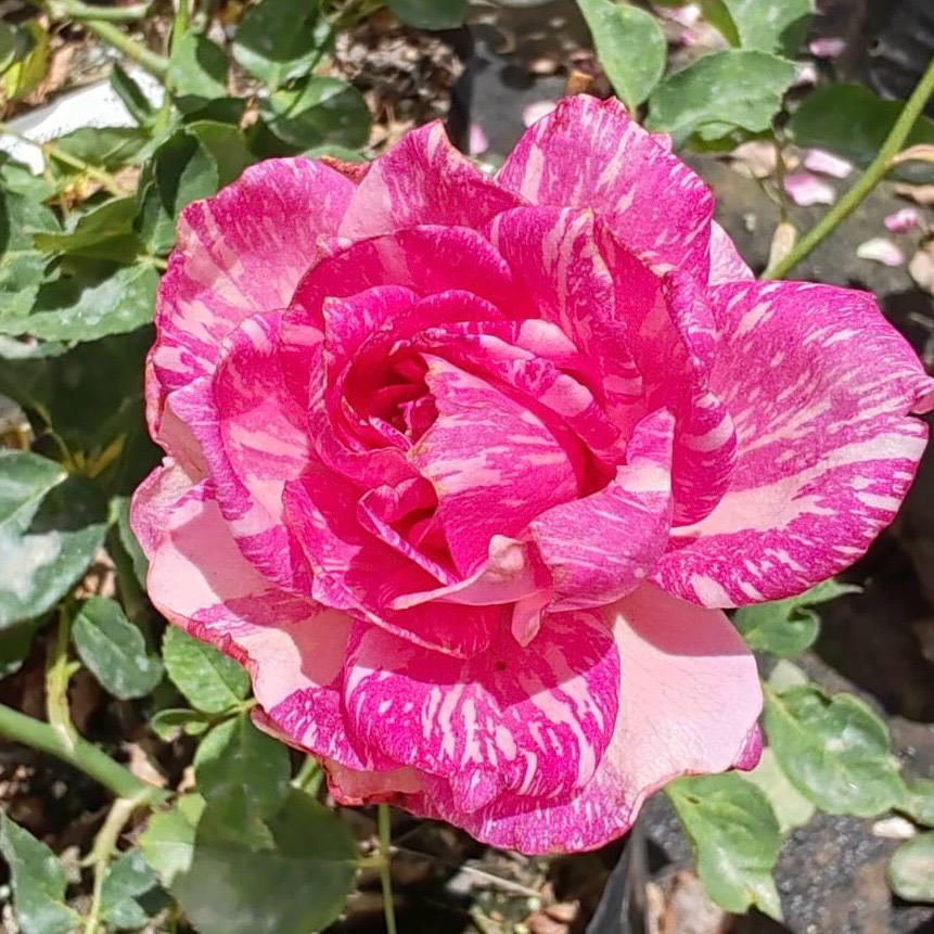 Hybrid Tea Candy Stripe - Carmine red with white stripes | Rose – Life ...