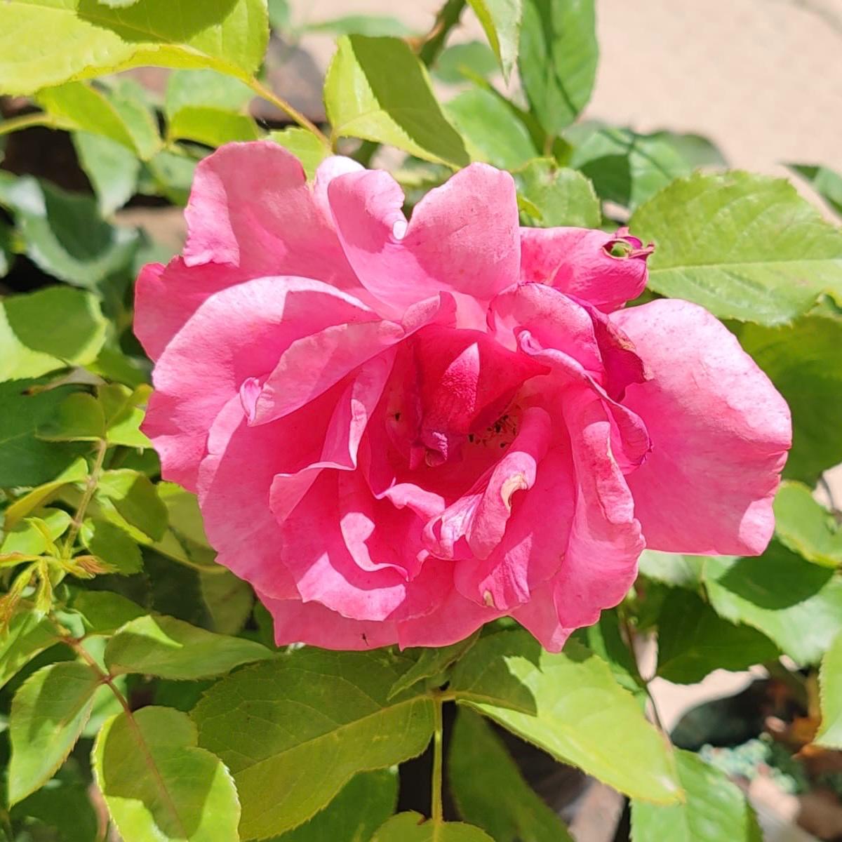 Hybrid Tea Electron | Rose – Life Tree Nursery