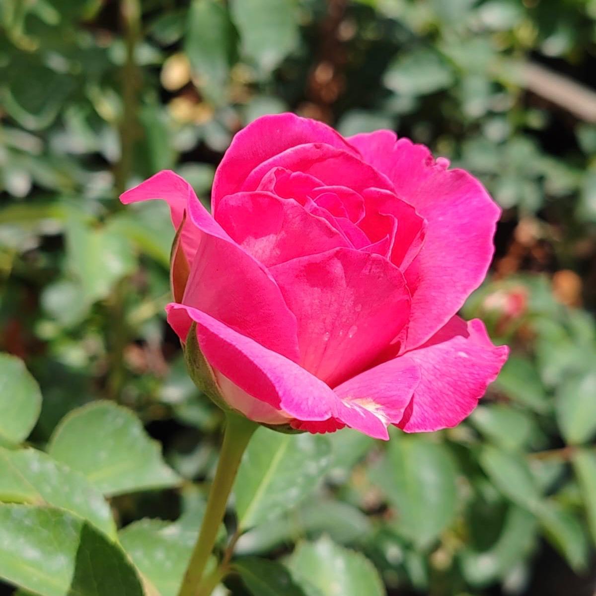 Hybri Flamingo Tea | Rose – Life Tree Nursery