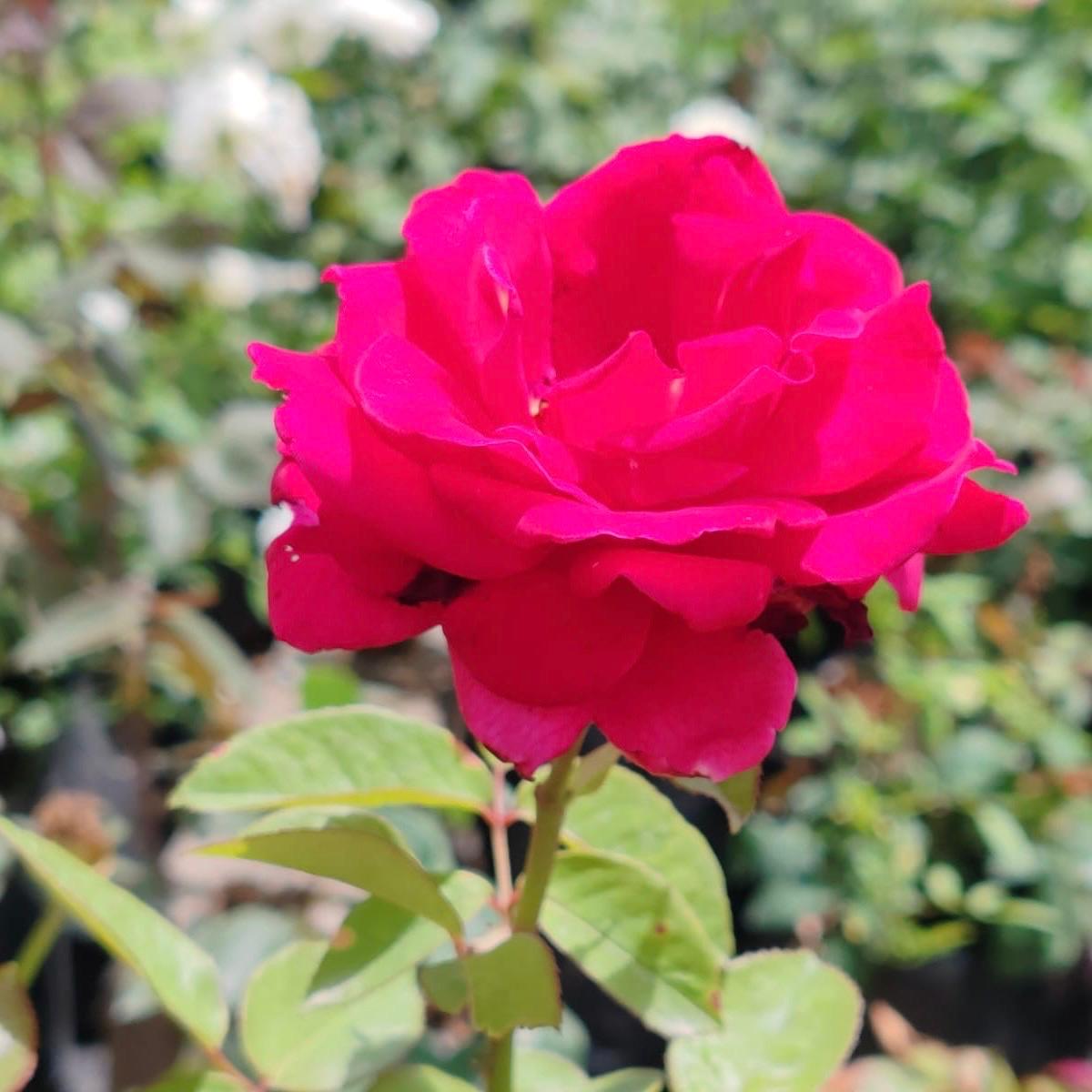 Hybrid Tea - Mister Lincoln | Rose – Life Tree Nursery