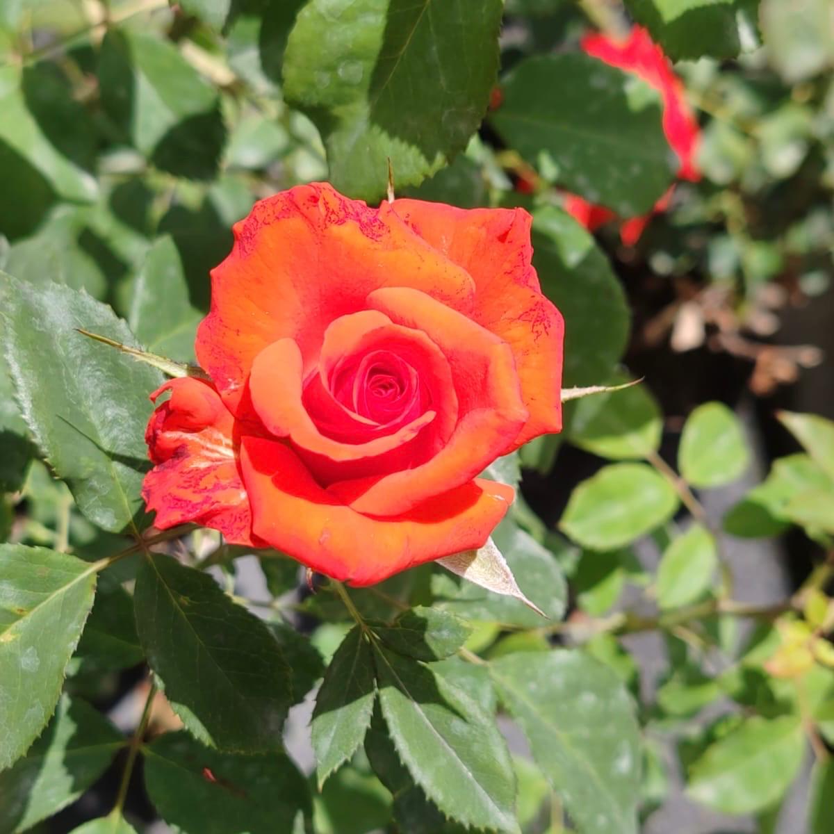 Hybrid Tea - Oudtshoorn Joy | Rose – Life Tree Nursery