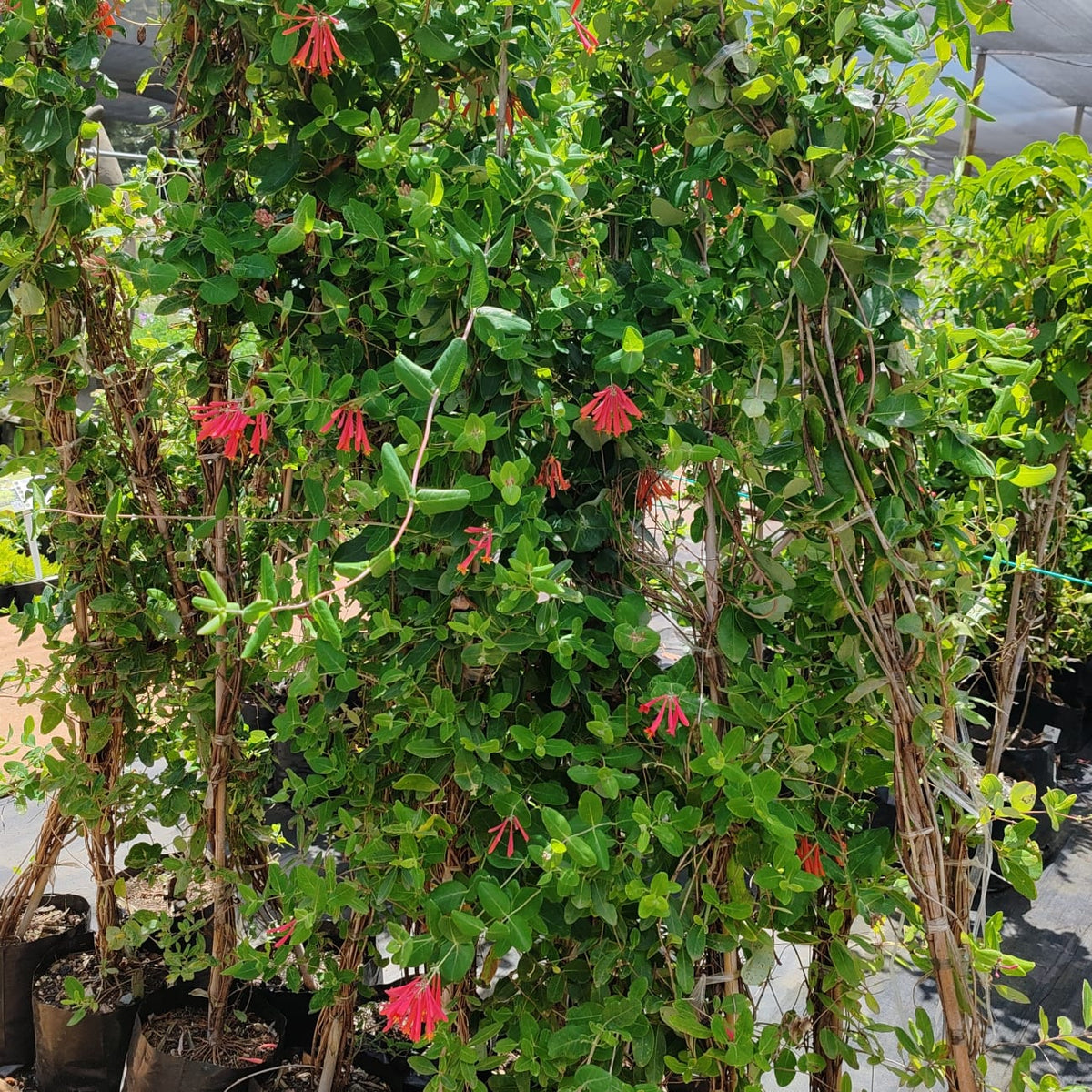 Red Honey Suckle – Life Tree Nursery