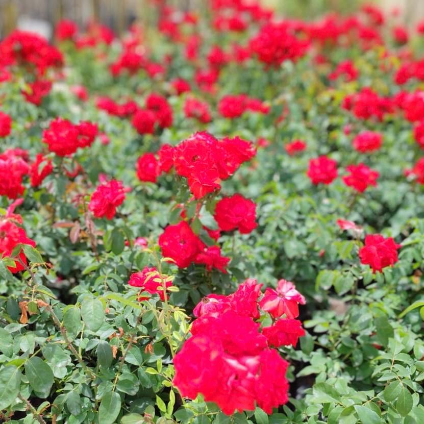Floribunda - Satchmo | Rose – Life Tree Nursery