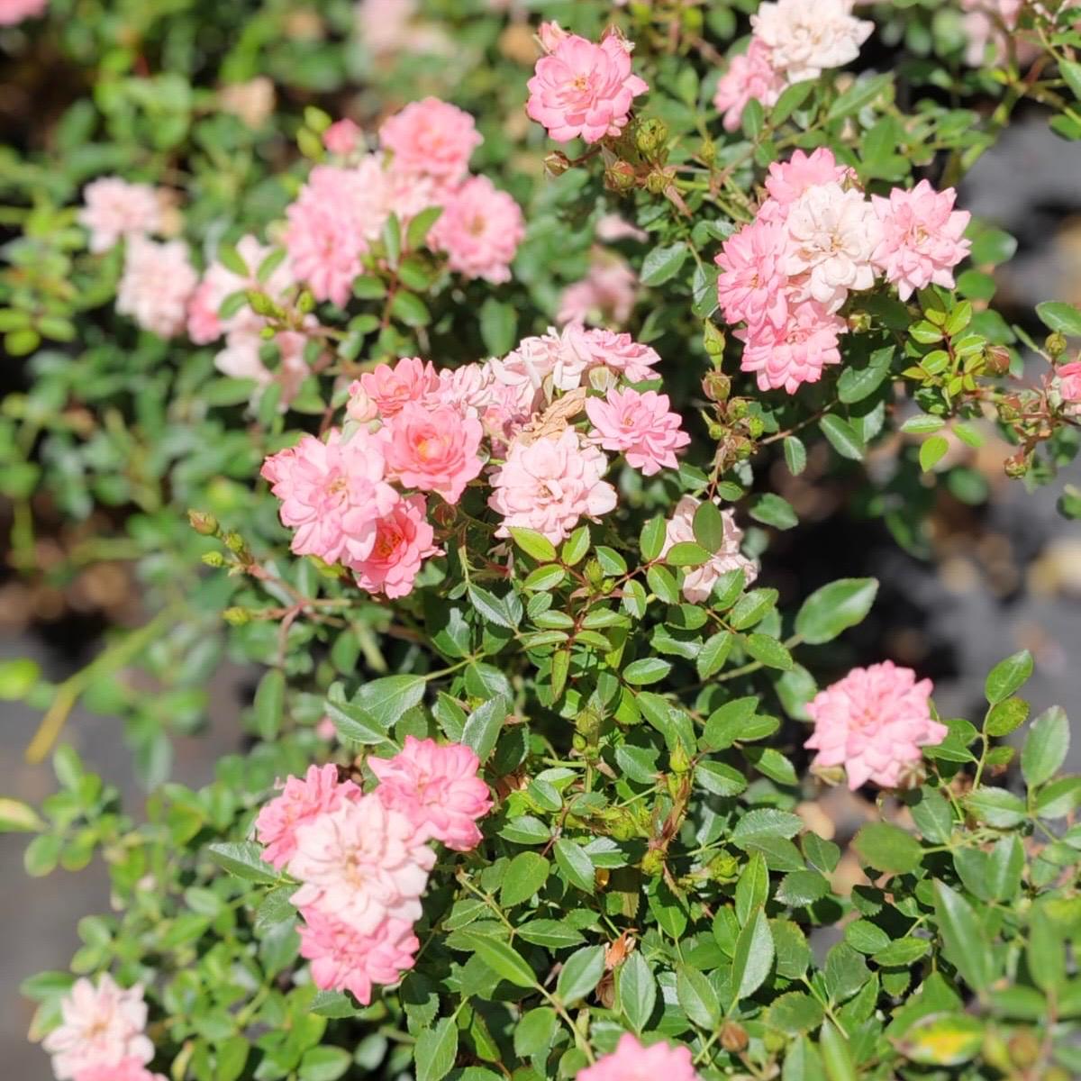 Miniature - String of Pearls | Rose – Life Tree Nursery