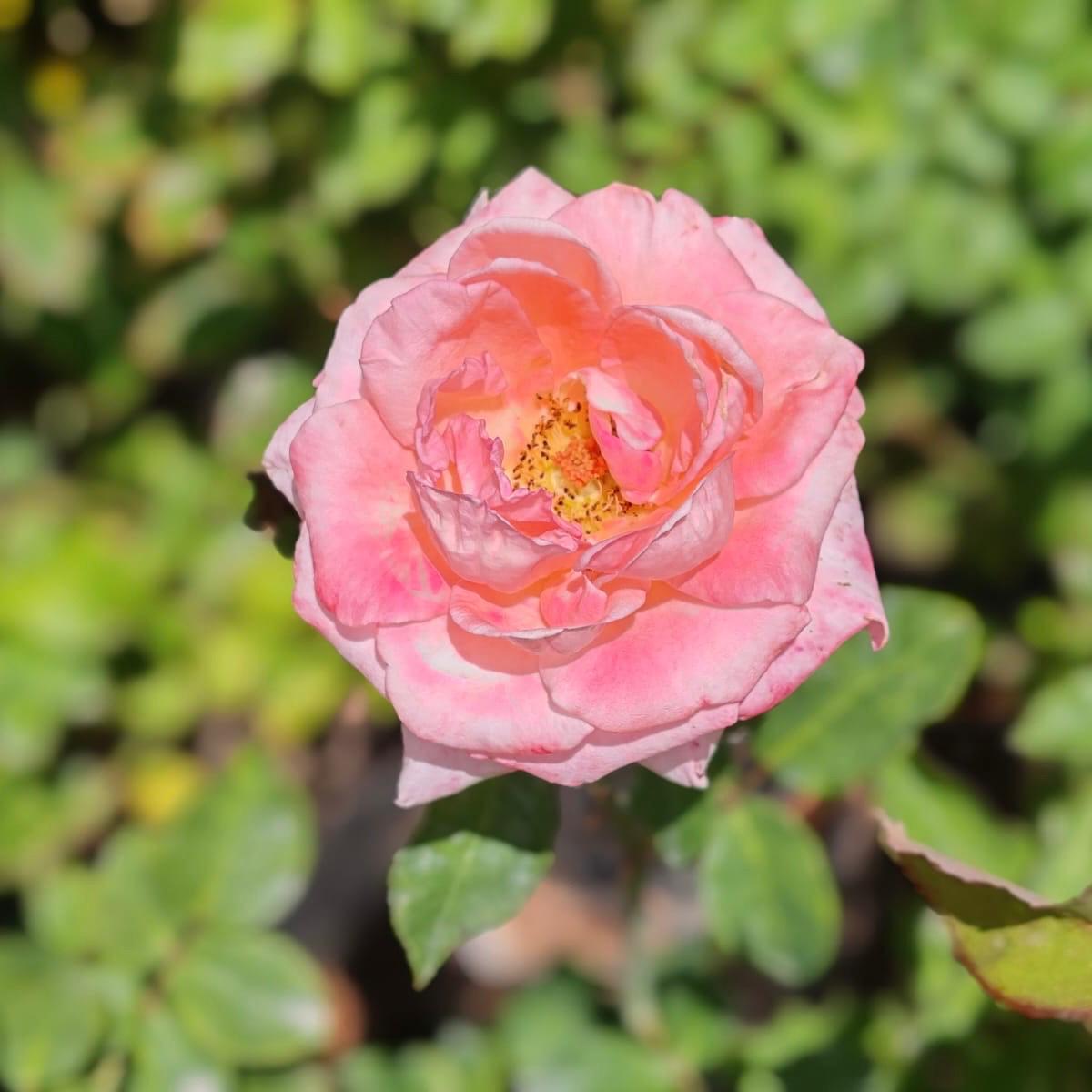 Hybrid Tea - Sylvia | Rose – Life Tree Nursery