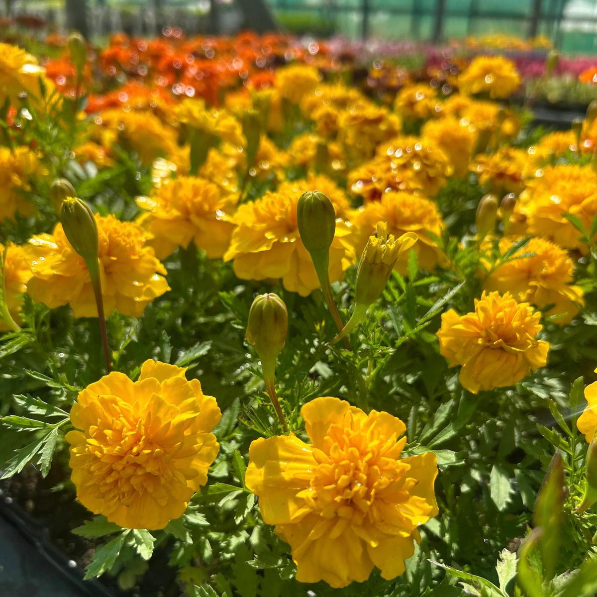 Tagetes patula | Dwarf Crested French Marigold - Orange & Yellow – Life ...