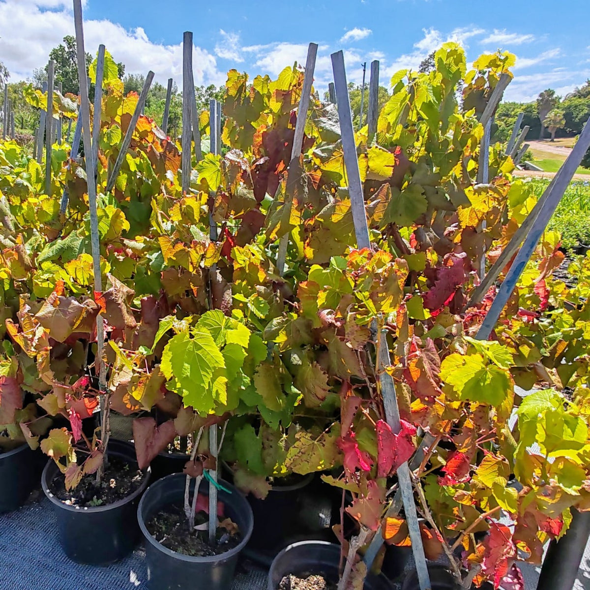 Vitis Vinifera | Ornamental Grape Vine – Life Tree Nursery