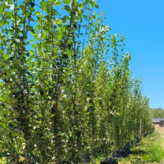 Chinese Poplar Tree's | Populus Simonii – Life Tree Nursery