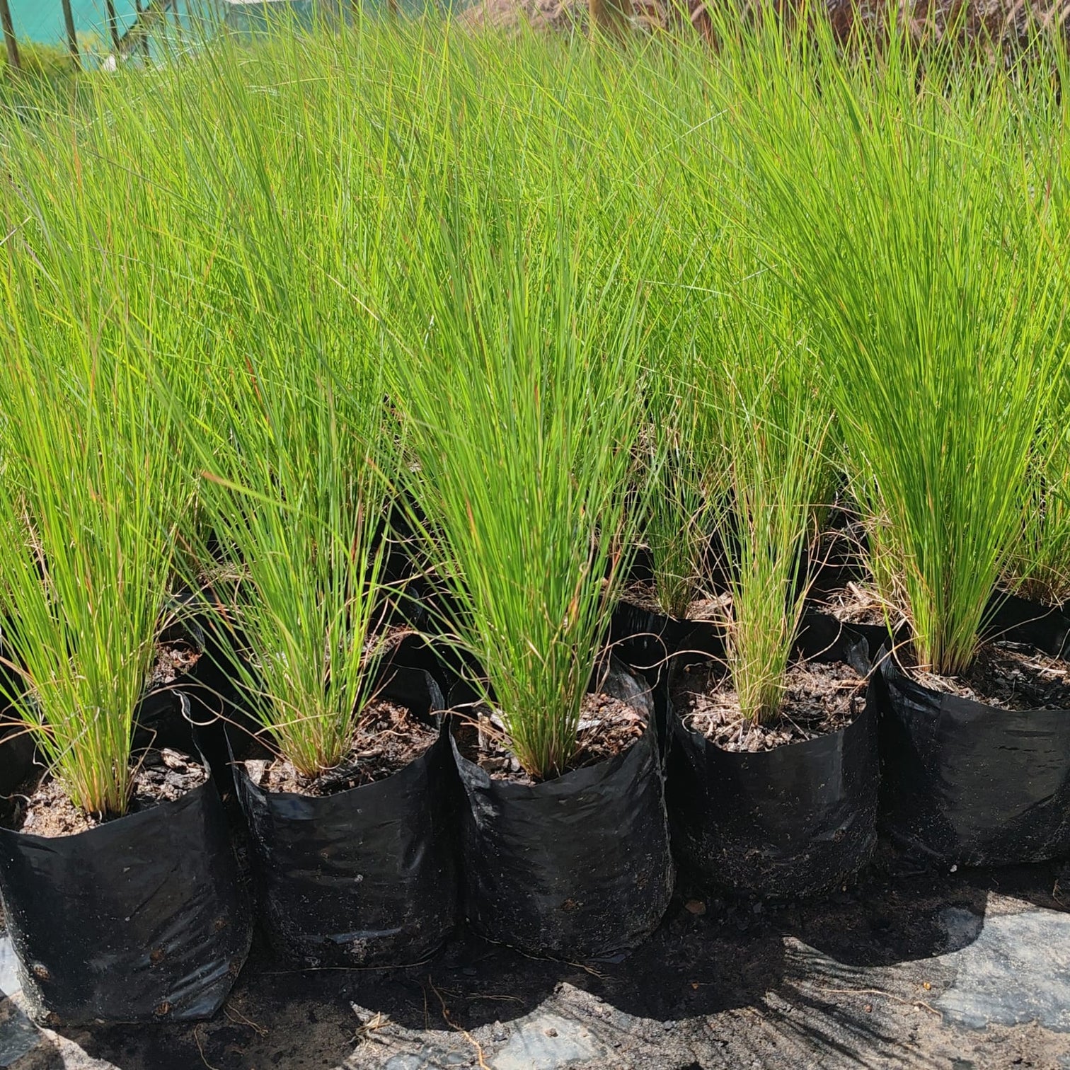 Aristida Junciformis | Ngongoni Three-Awn Grass – Life Tree Nursery