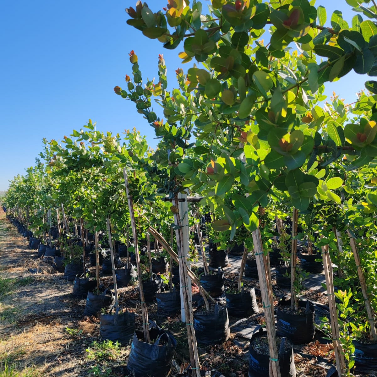 Waterberries | Syzygium Cordatum – Life Tree Nursery