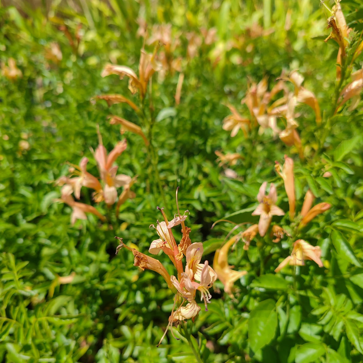 Honeysuckle | Multiple Colors – Life Tree Nursery