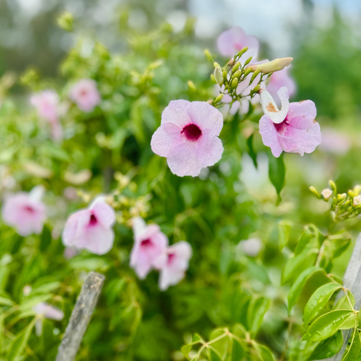 Pandorea jasminoides 'Rosea' | Bower Plant – Life Tree Nursery