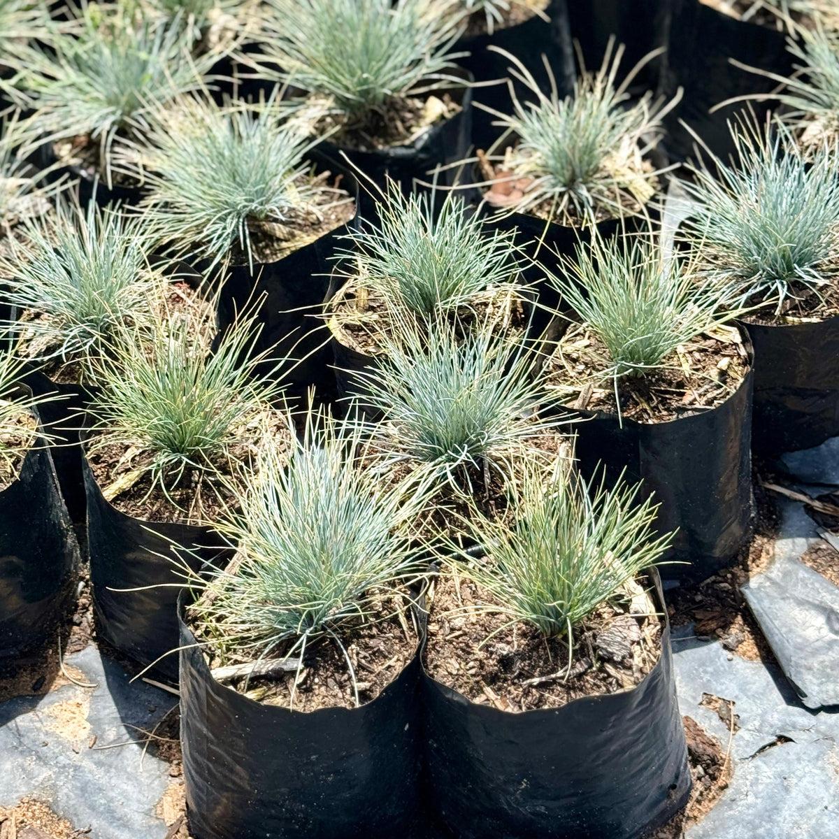 Festuca Glauca | Blue Fescue – Life Tree Nursery