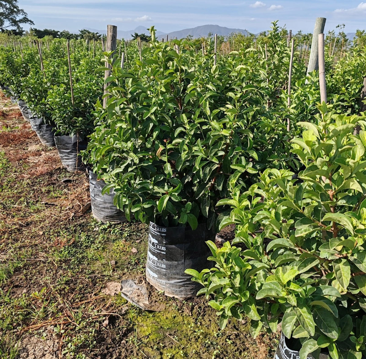 Viburnum Sinensis | Sweet Viburnum | Viburnum Odoratissimum – Life Tree ...