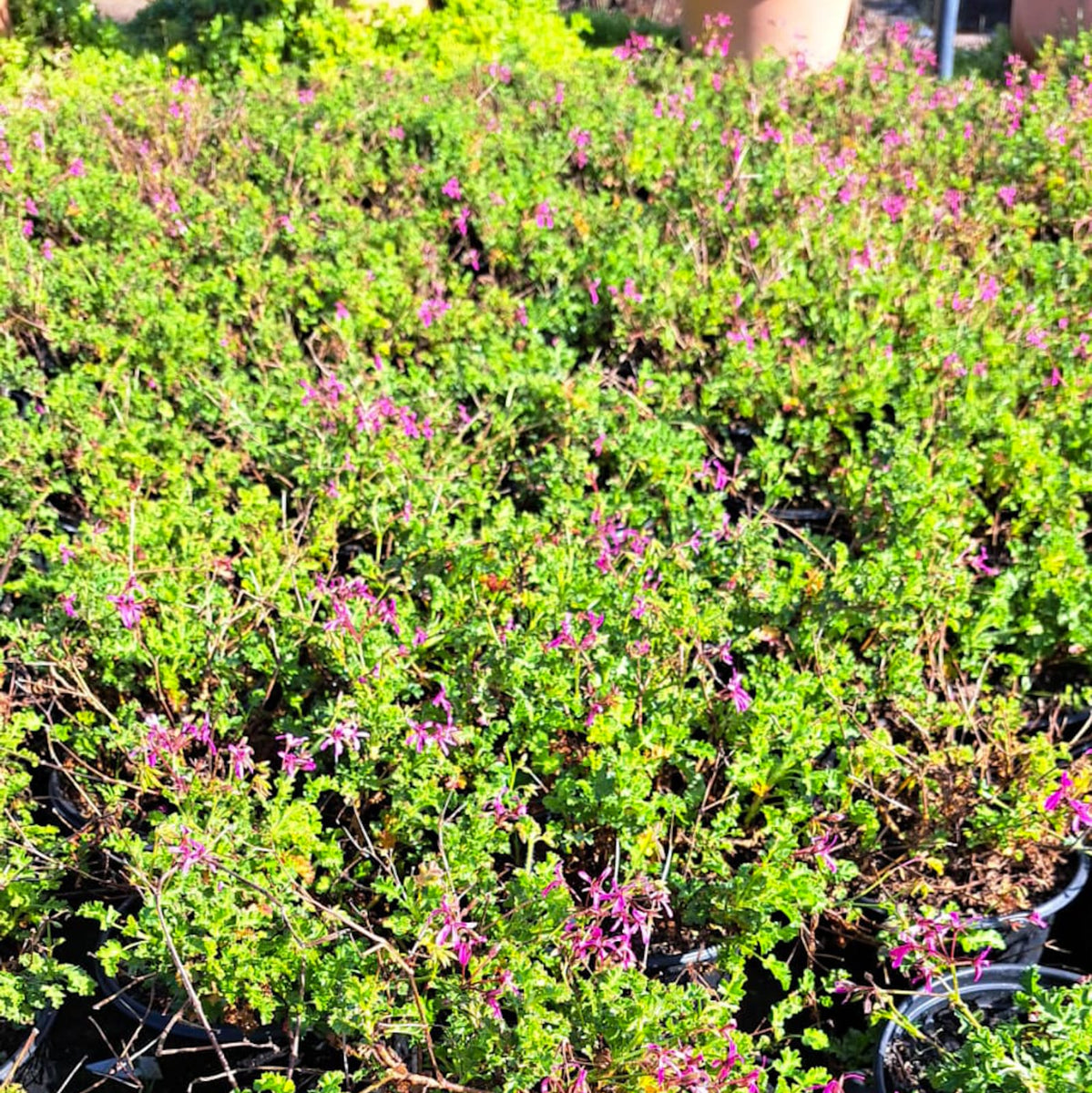 Pink Spice Geranium | Pelargonium ionidiflorum – Life Tree Nursery