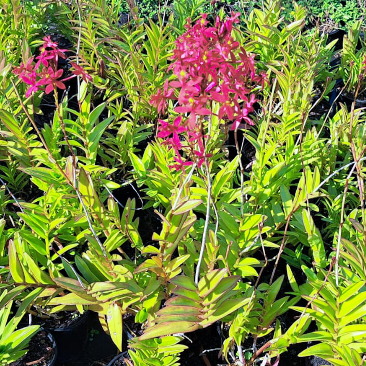 Epidendrum Radicans Red – Life Tree Nursery