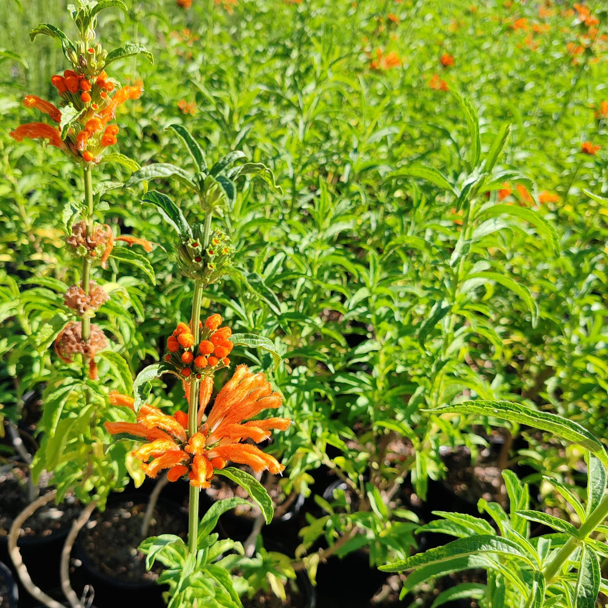 Lion's ear | Wild dagga | Leonotis Leonorus Orange – Life Tree Nursery