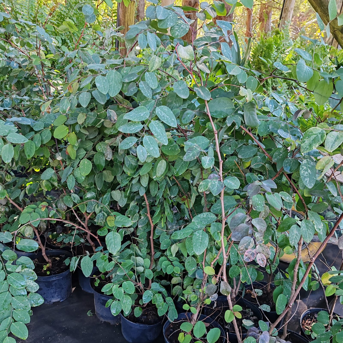 Ice-Cream Bush | Snow Bush | Breynia disticha 'Roseo-picta' – Life Tree ...