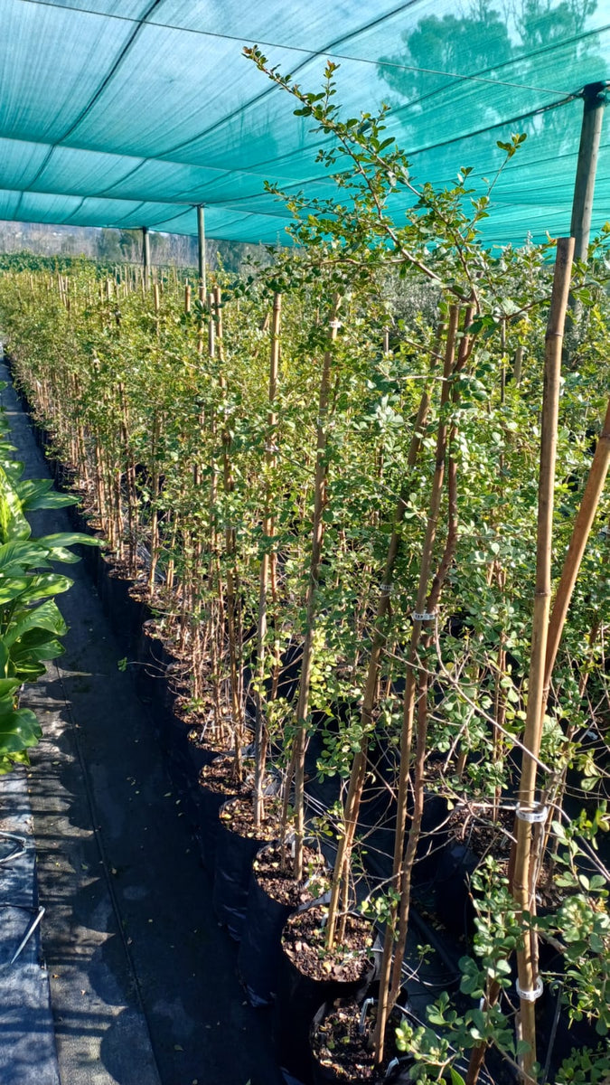 Rhus Crenata | Searsia Crenata | Dune Crow-berry – Life Tree Nursery