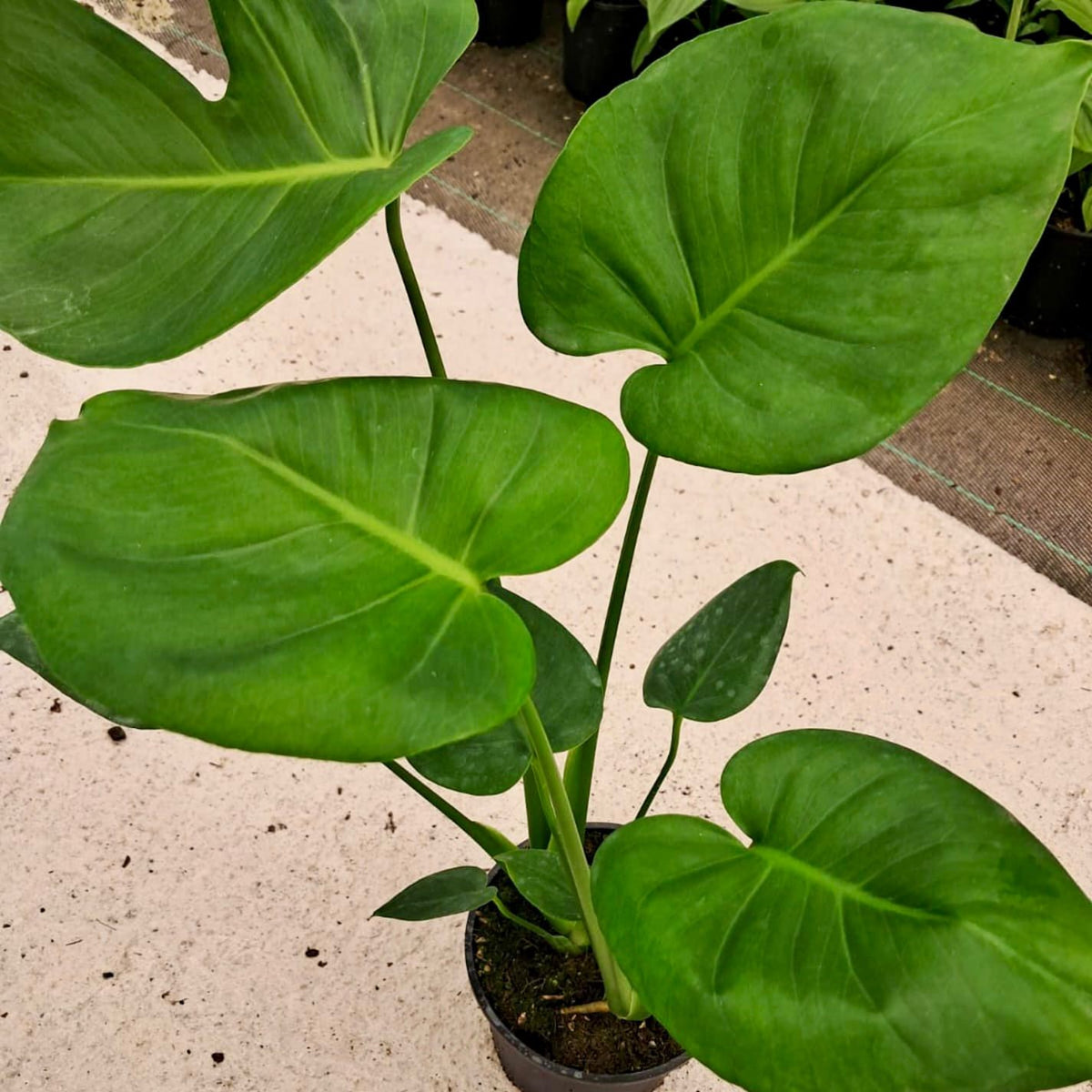 Delicious Monster | Monstera deliciosa – Life Tree Nursery
