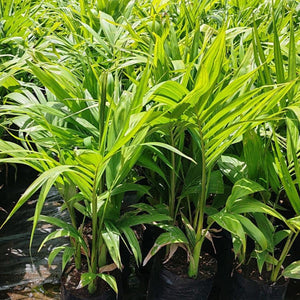 King Plam | Seaforthia – Life Tree Nursery