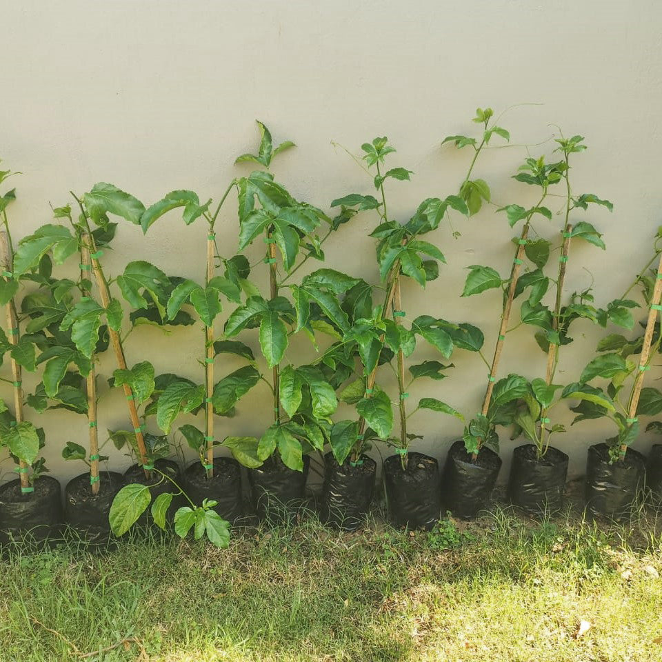 Sweet Granadilla – Life Tree Nursery