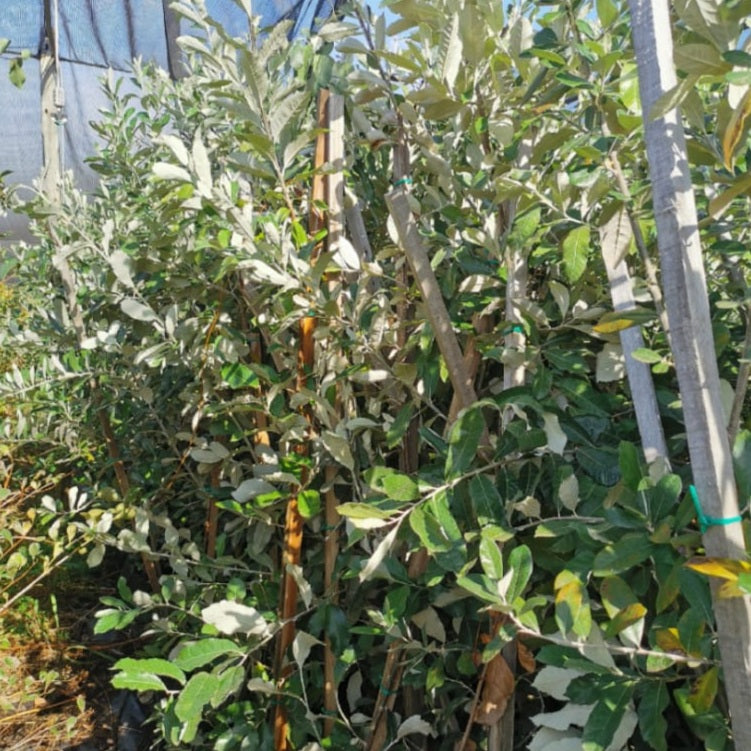 Silver Oak Tree | Brachylaena discolor | Kusvaalbos – Life Tree Nursery