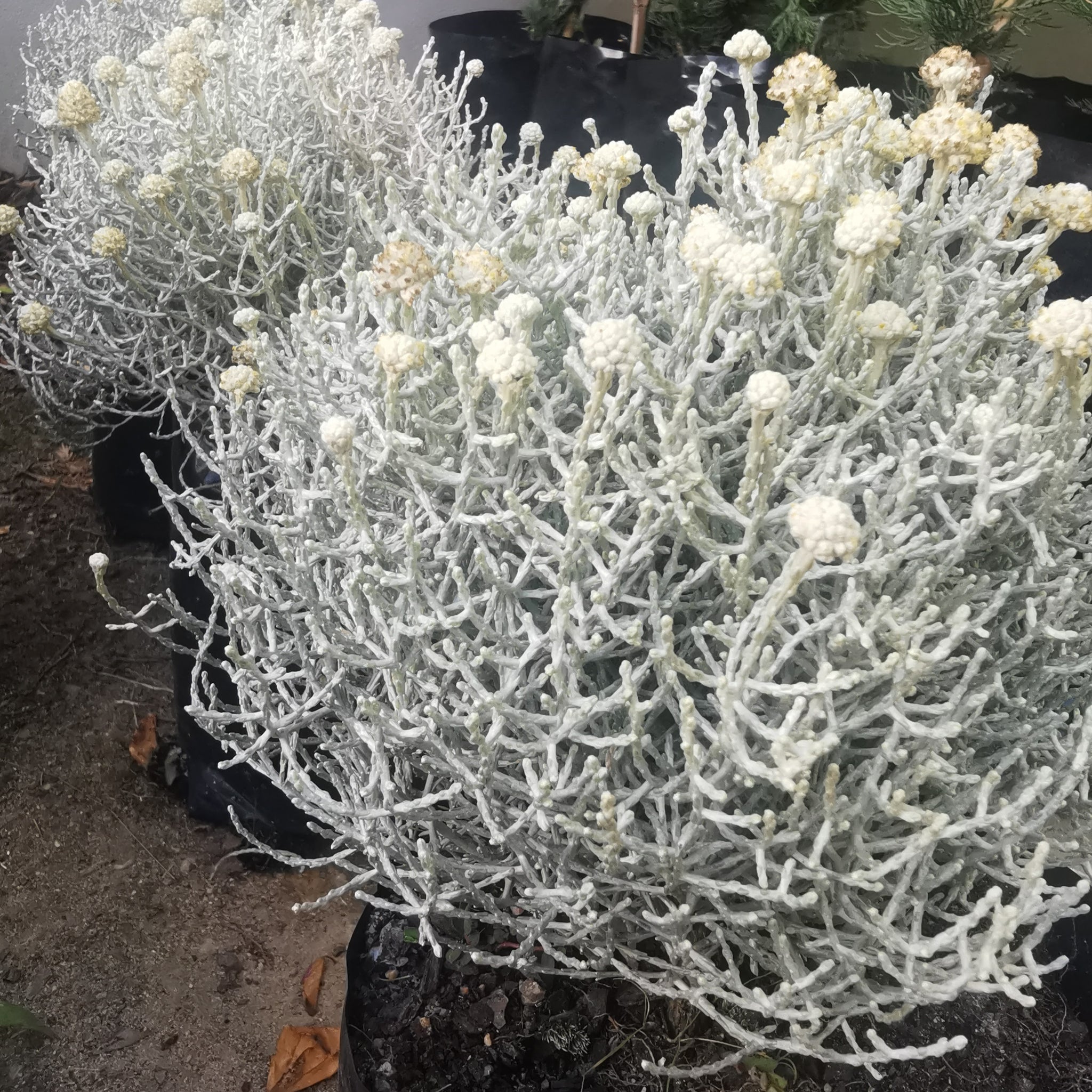Leucophyta Brownii | Cushion Bush – Life Tree Nursery