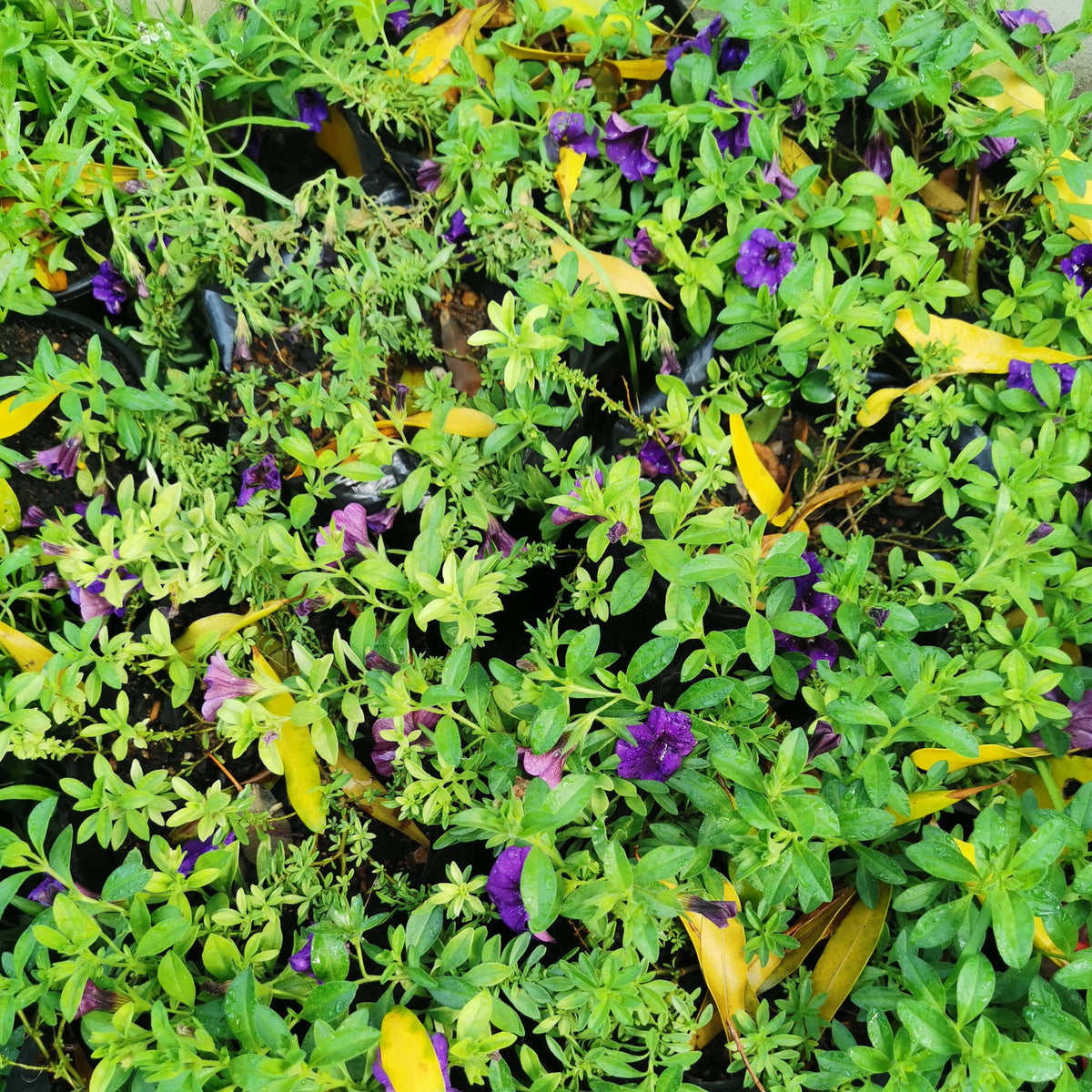 Million Bells | Calibrachoa – Life Tree Nursery