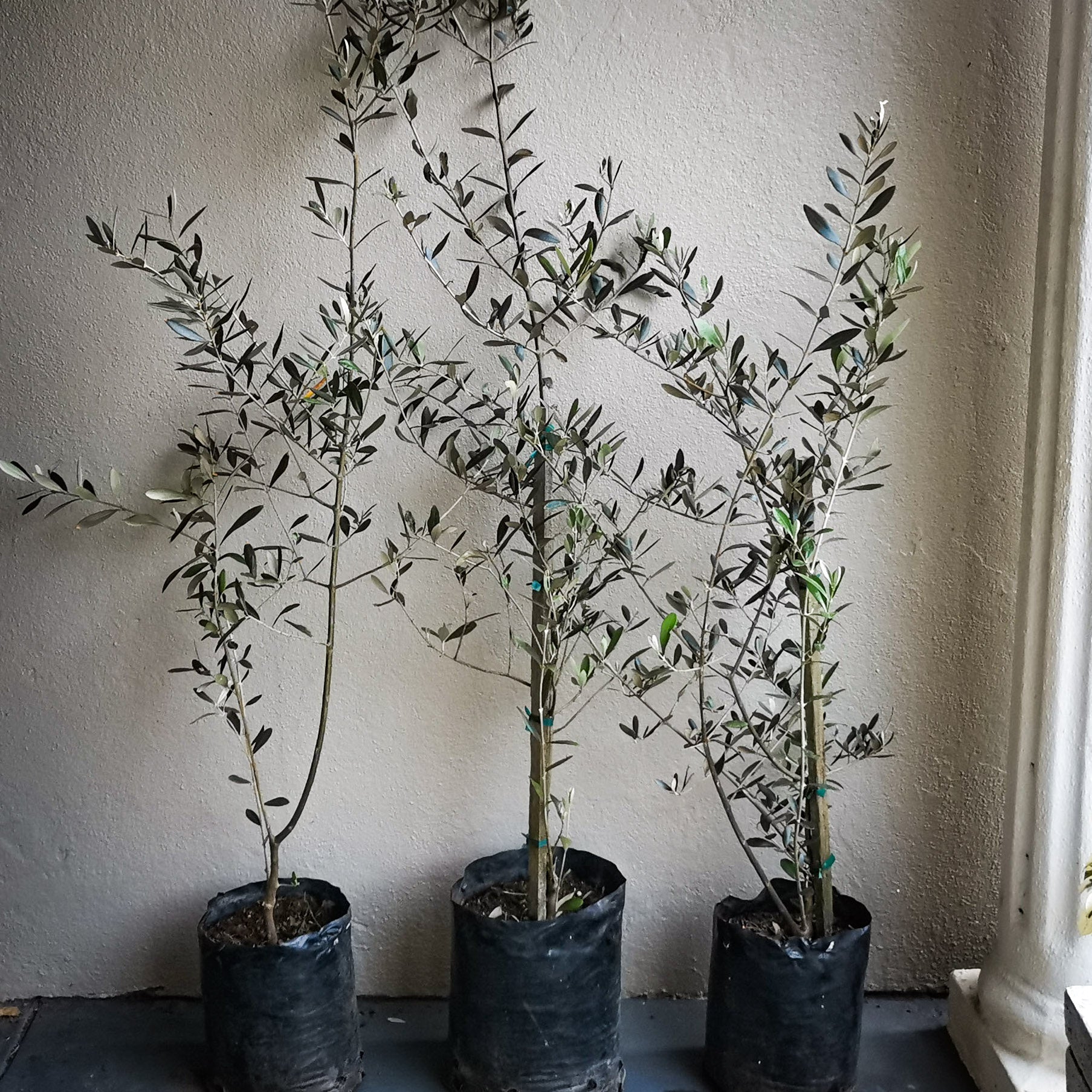 Olive Mission | Olea Europaea 'Mission' – Life Tree Nursery