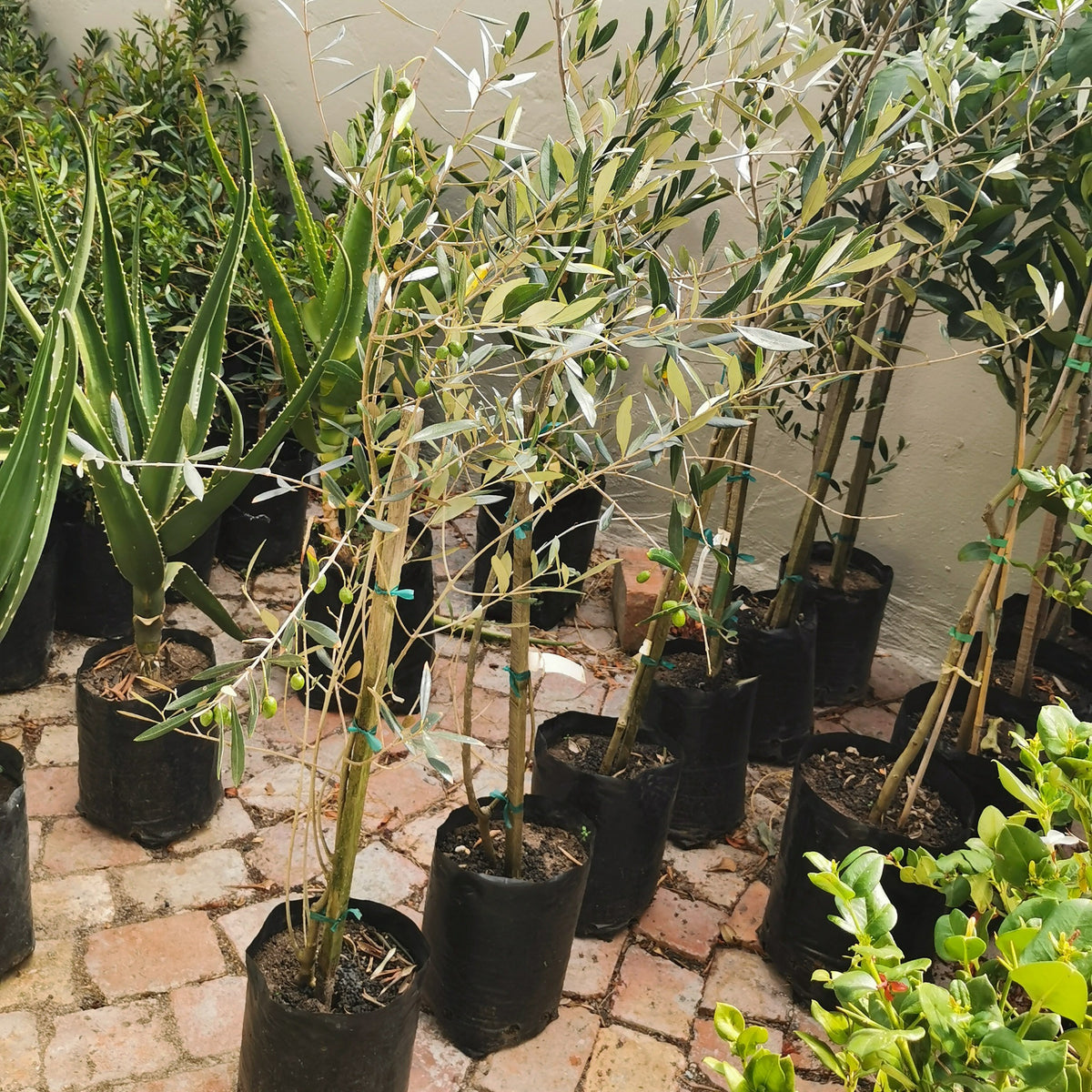 Olive 'Frantoio' | Olea Europaea 'Frantoio' – Life Tree Nursery