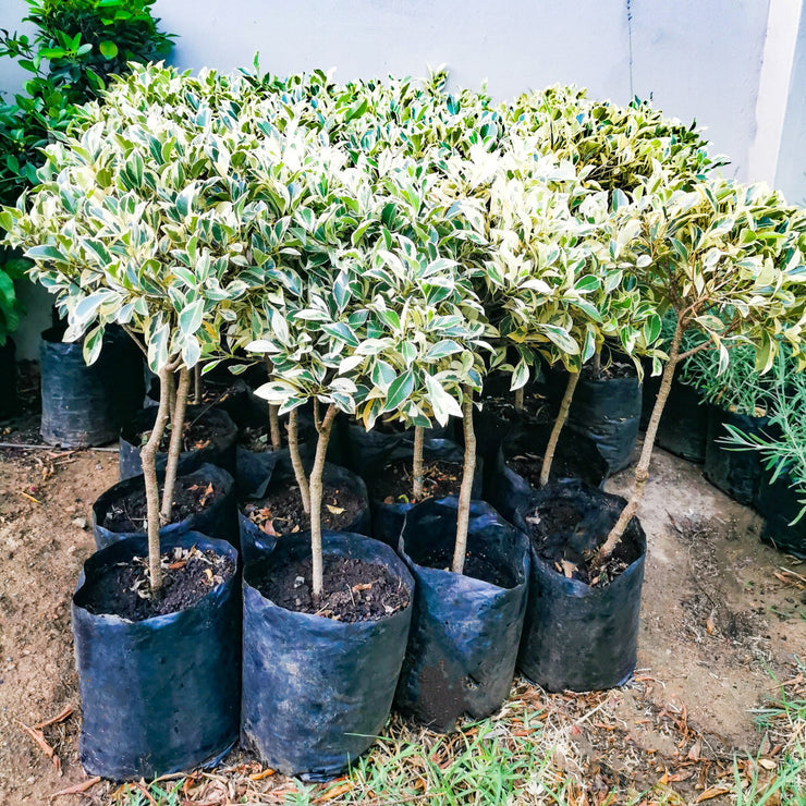 Variegated Ficus Standard Lollipop – Life Tree Nursery