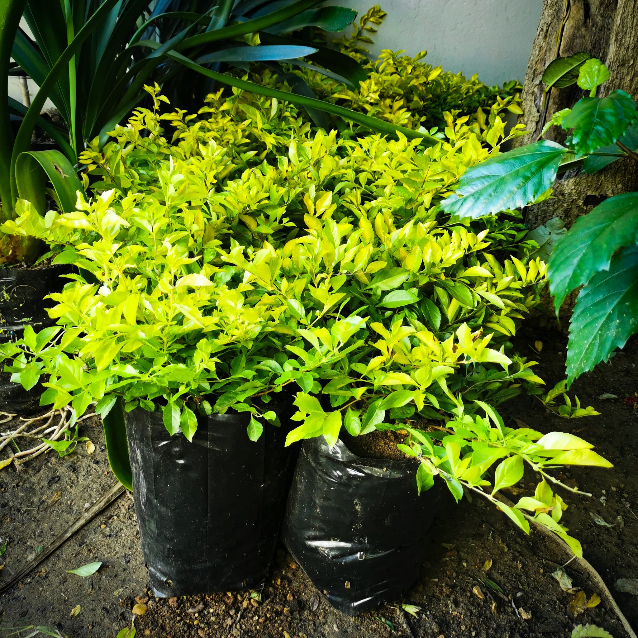 Duranta Erecta ‘Sheena’s Gold’ | Duranta Gold | Nonna’s Gold | Golden – Life Tree Nursery