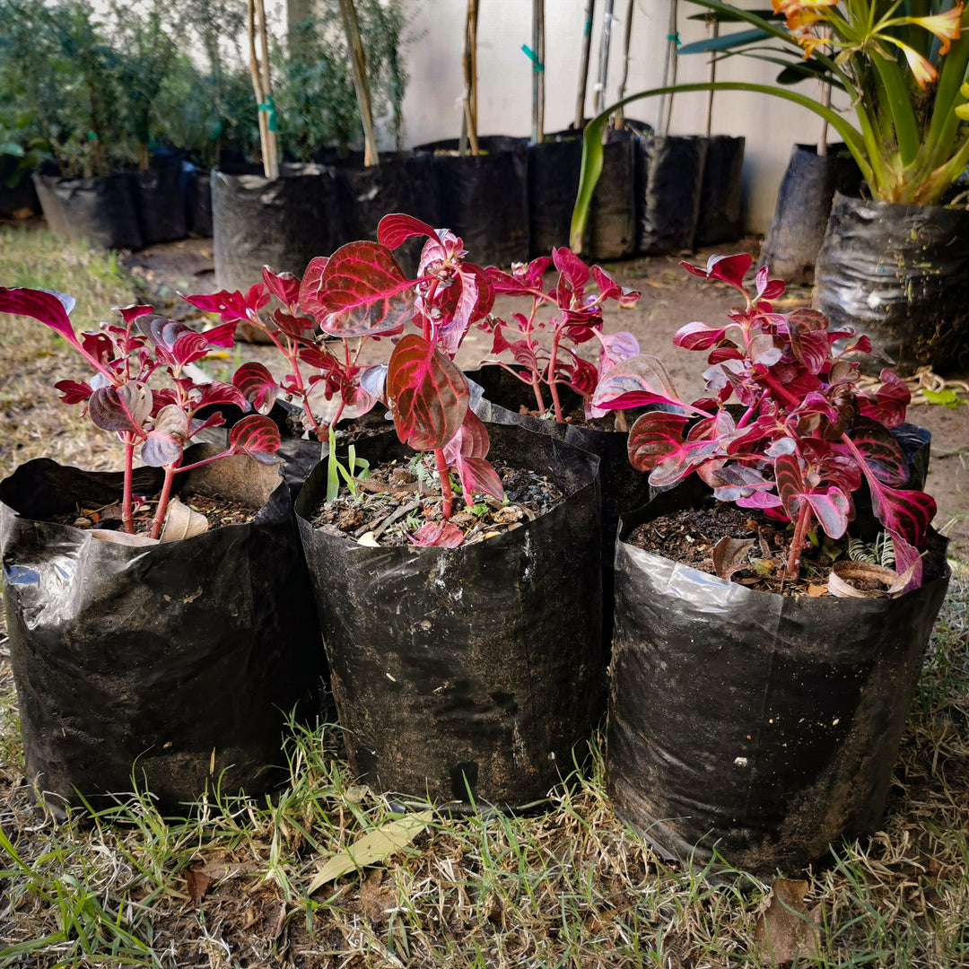 Joseph's Coat | Amaranthus Cruentus | Red Amaranth | Purple Amaranth ...