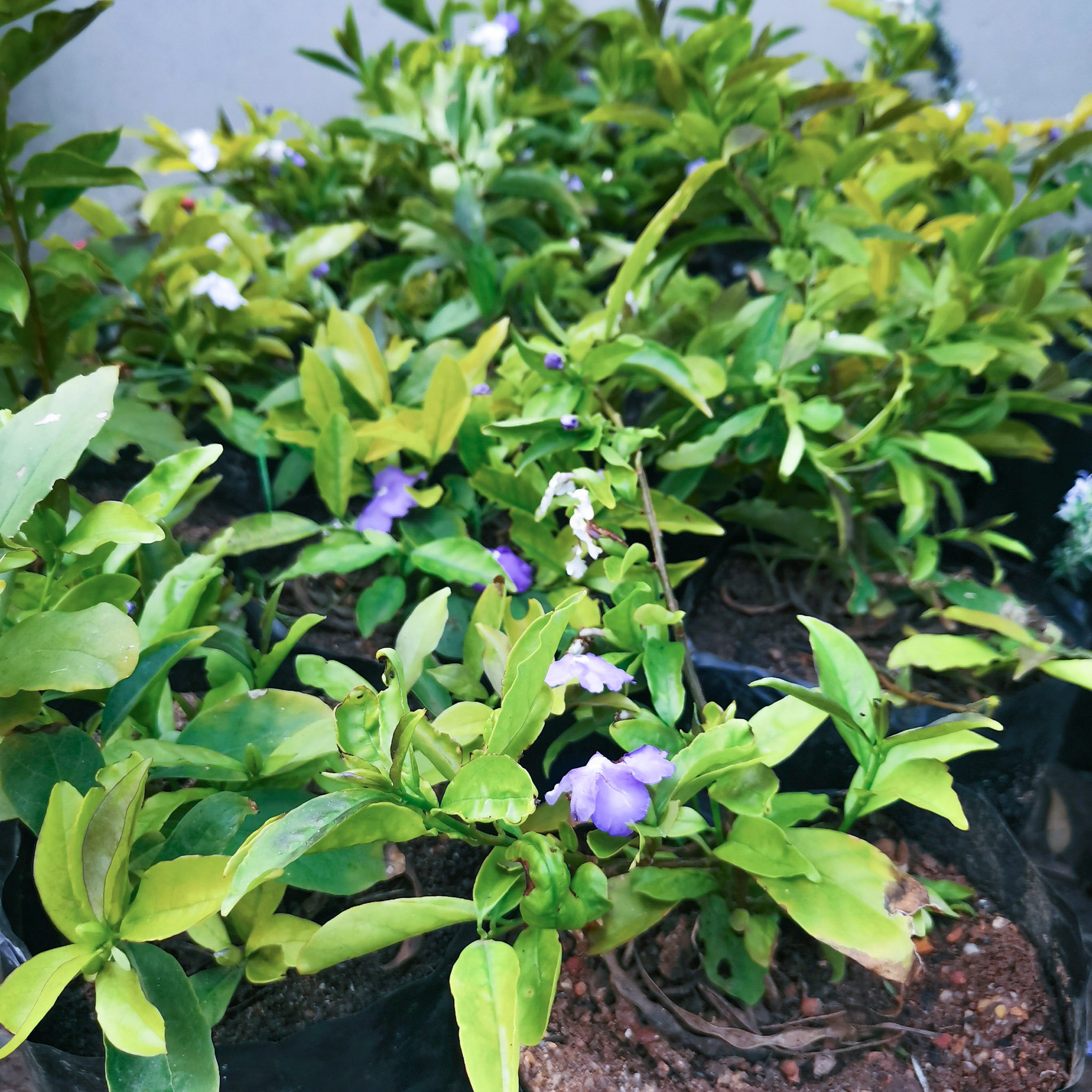 Here’s Yesterday, Today, and Tomorrow | Brunfelsia pauciflora – Life ...