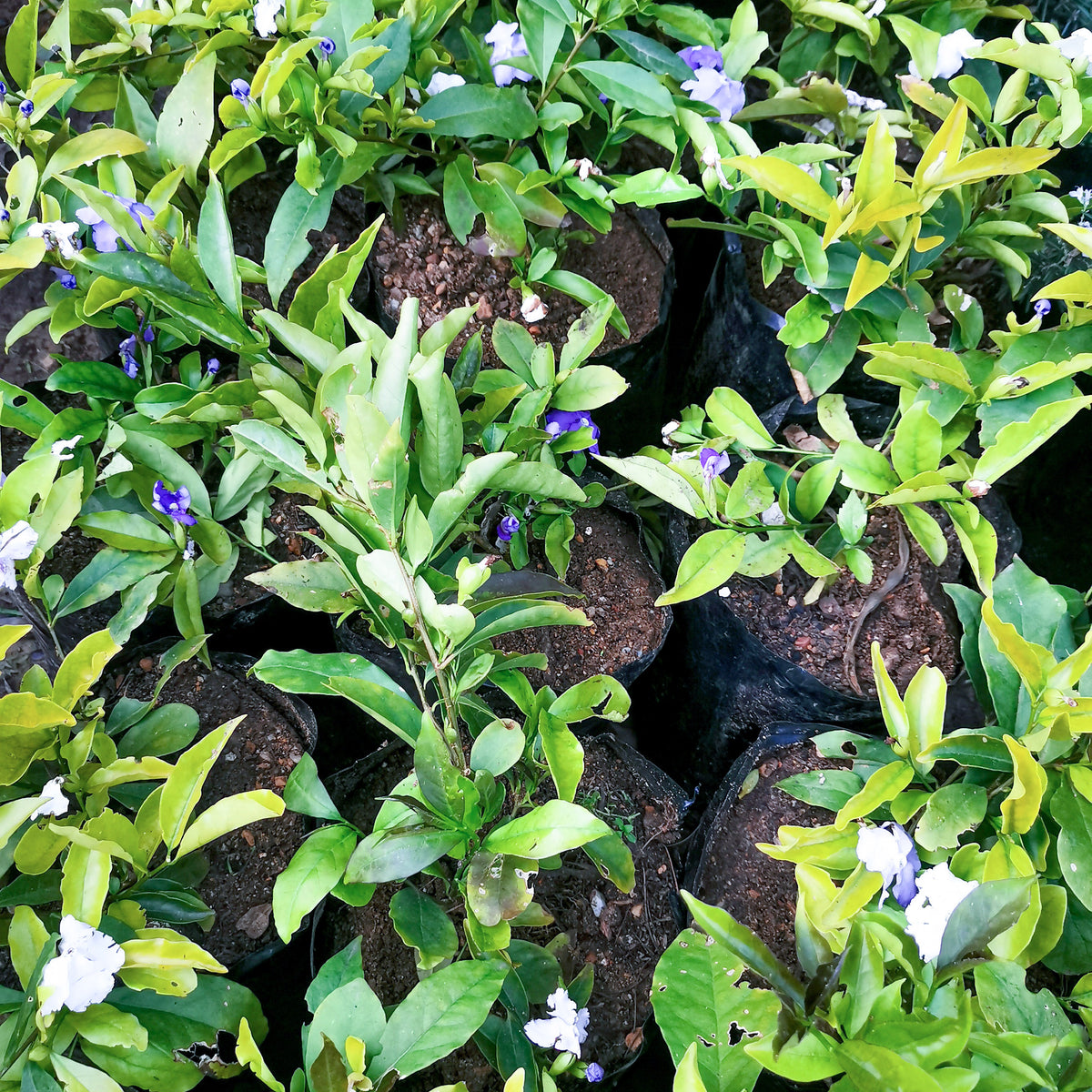 Here’s Yesterday, Today, and Tomorrow | Brunfelsia pauciflora – Life ...