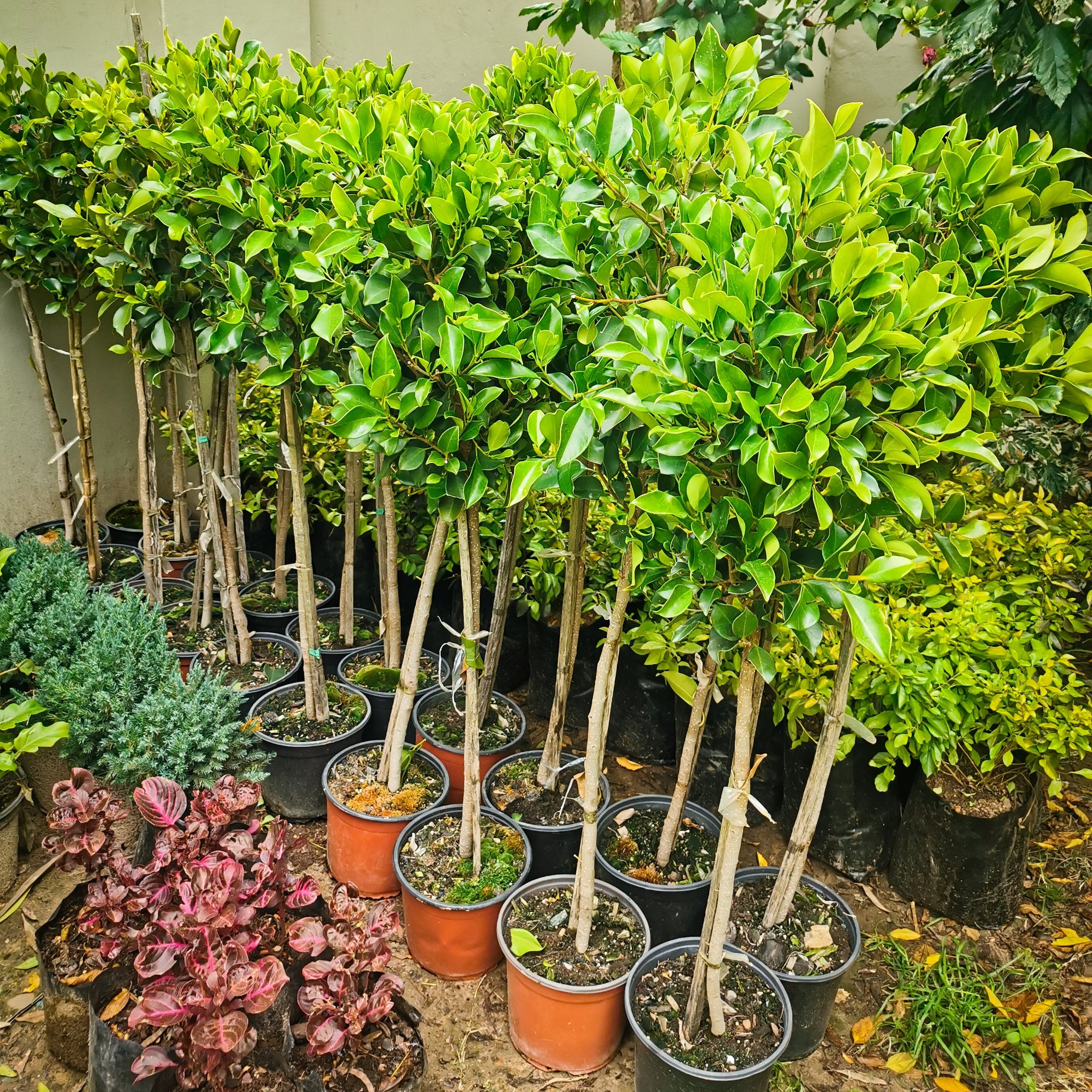 Ficus Standard Lollipop | Ficus Microcarpa Nitida – Life Tree Nursery