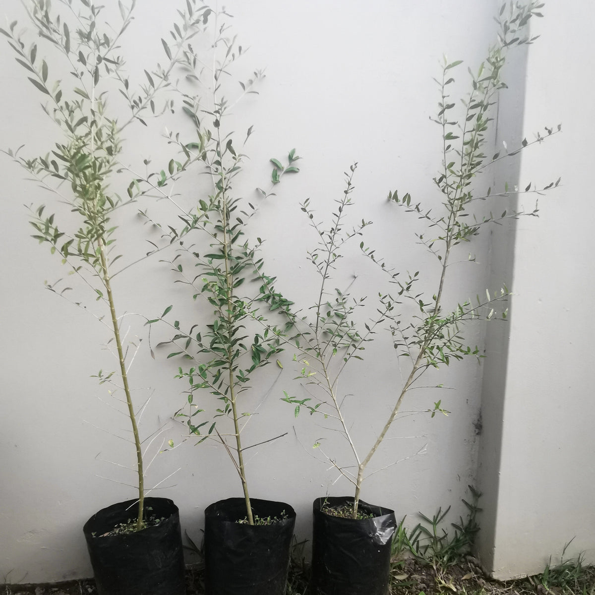 Wild Olive | Olea Africana – Life Tree Nursery