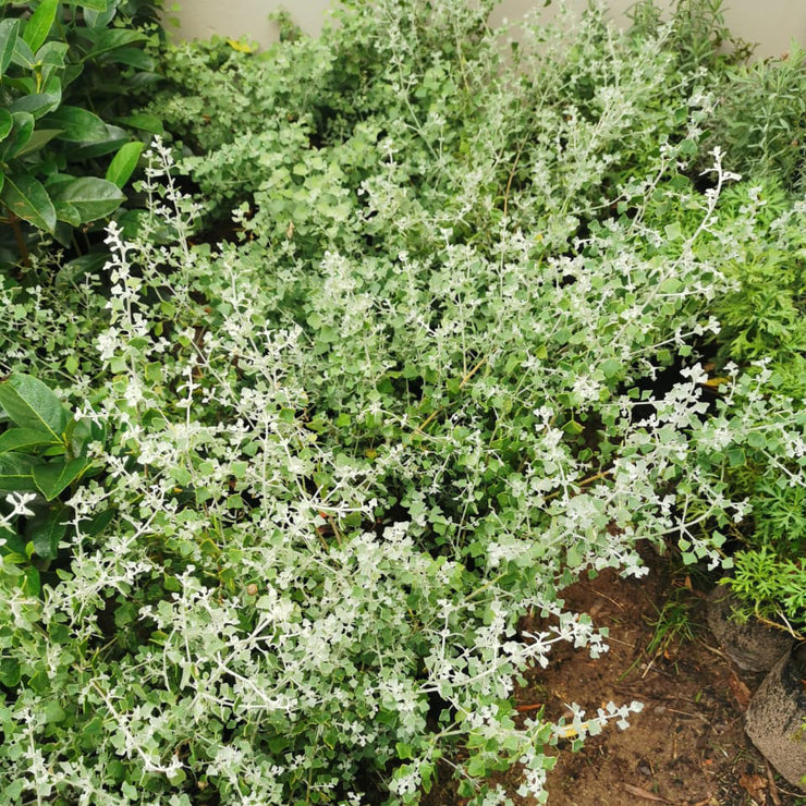 Salt Bush | Atriplex – Life Tree Nursery