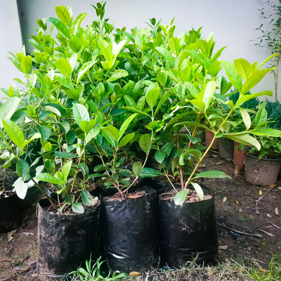 Viburnum Sinensis | Sweet Viburnum | Viburnum Odoratissimum – Life Tree ...